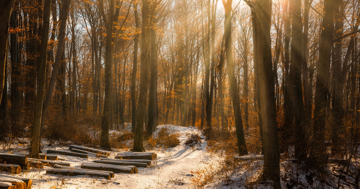 5 Ways to Get More Vitamin D in Winter | Vivo Life