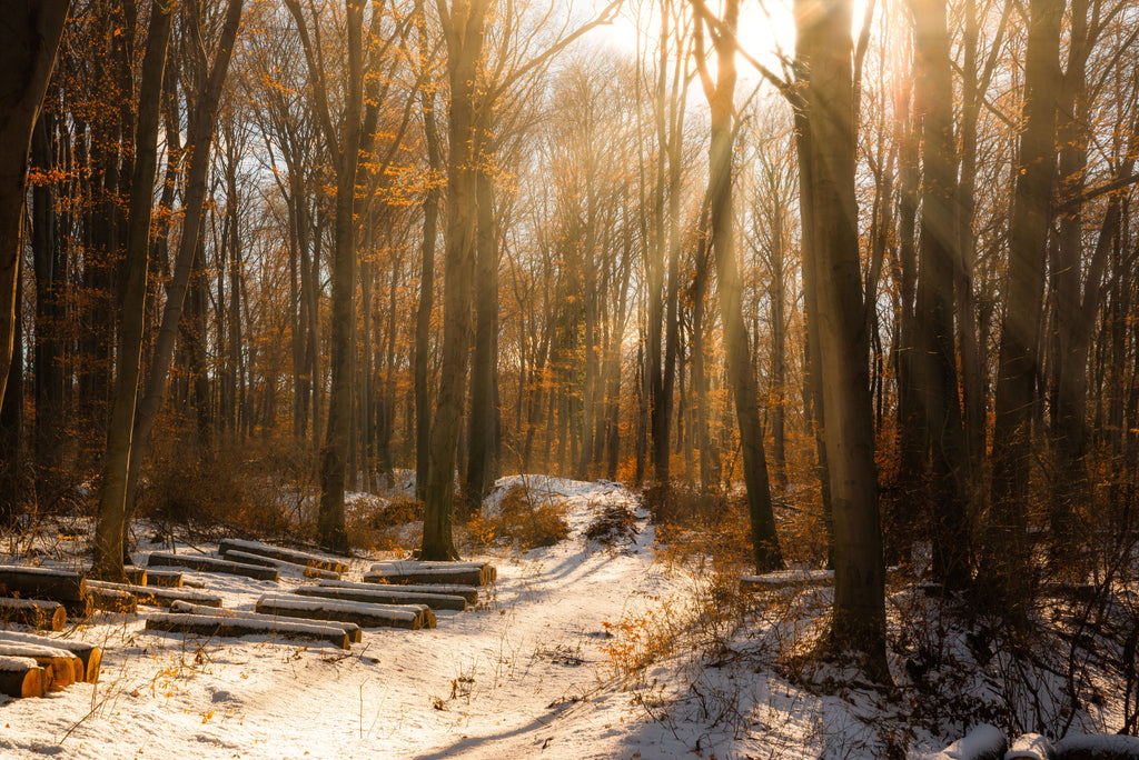 5 Ways to Get More Vitamin D in Winter | Vivo Life