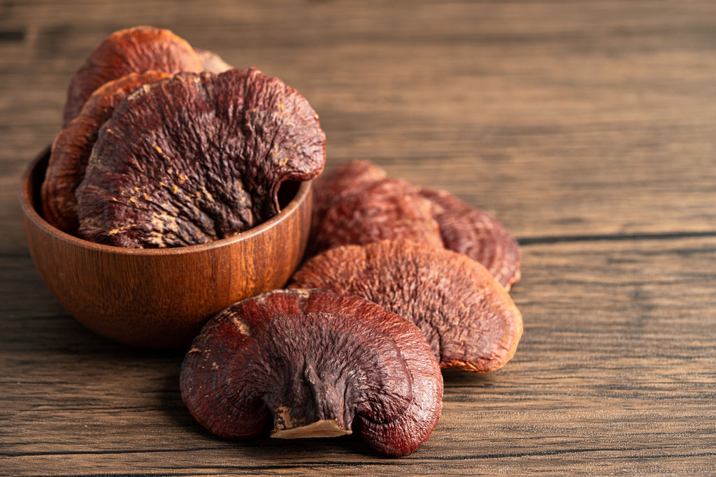 What are the benefits of Reishi mushrooms? | Vivo Life